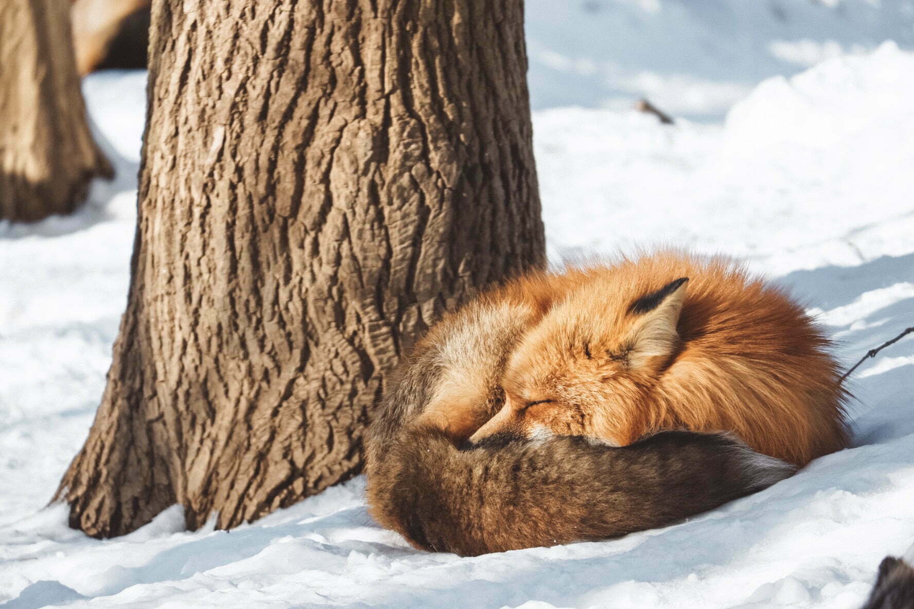 Japan Year-end Getaway : Miyagi Zao Fox Village