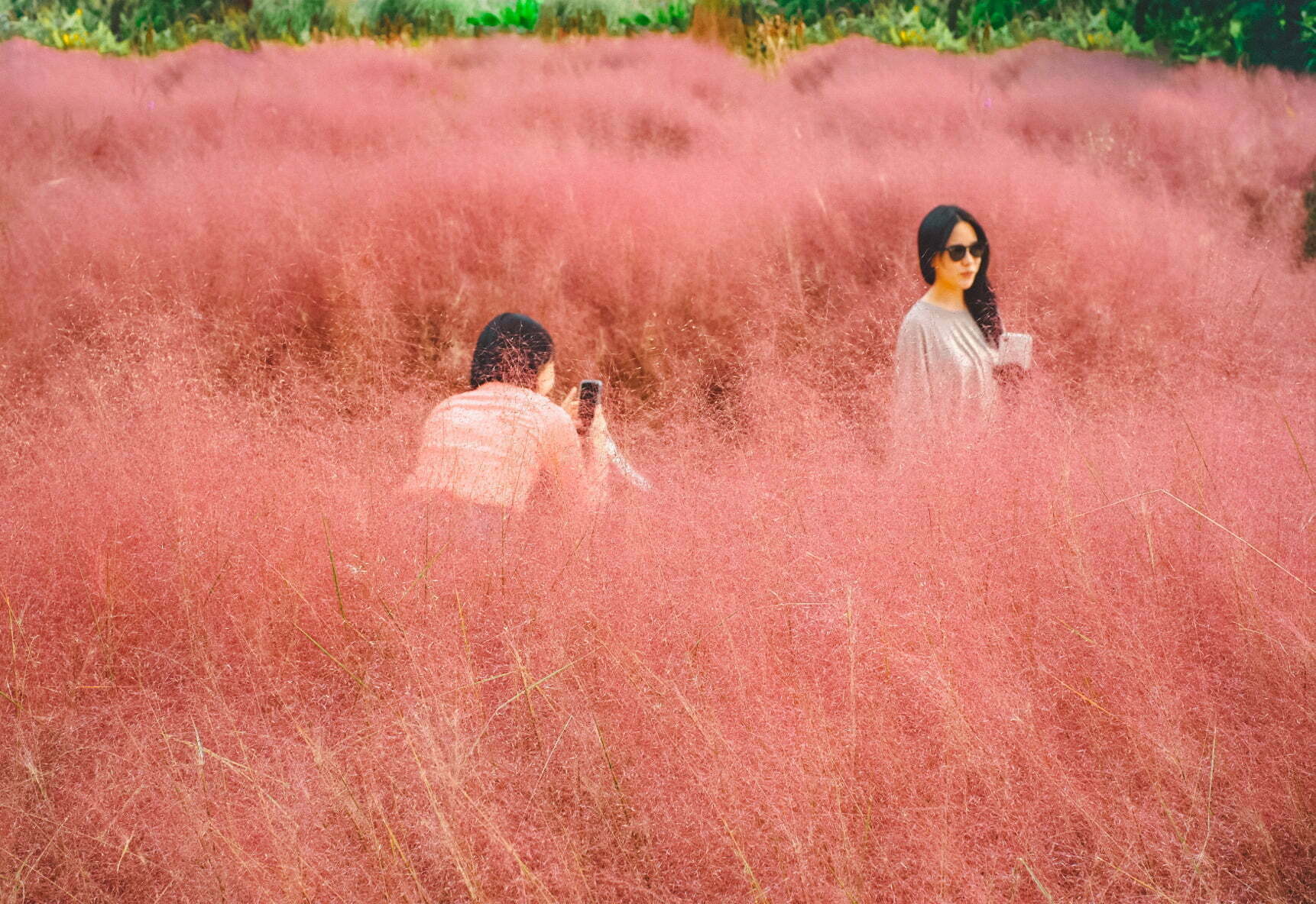 Cheongsan Arboretum - Pink Muhly and Pampas Festival