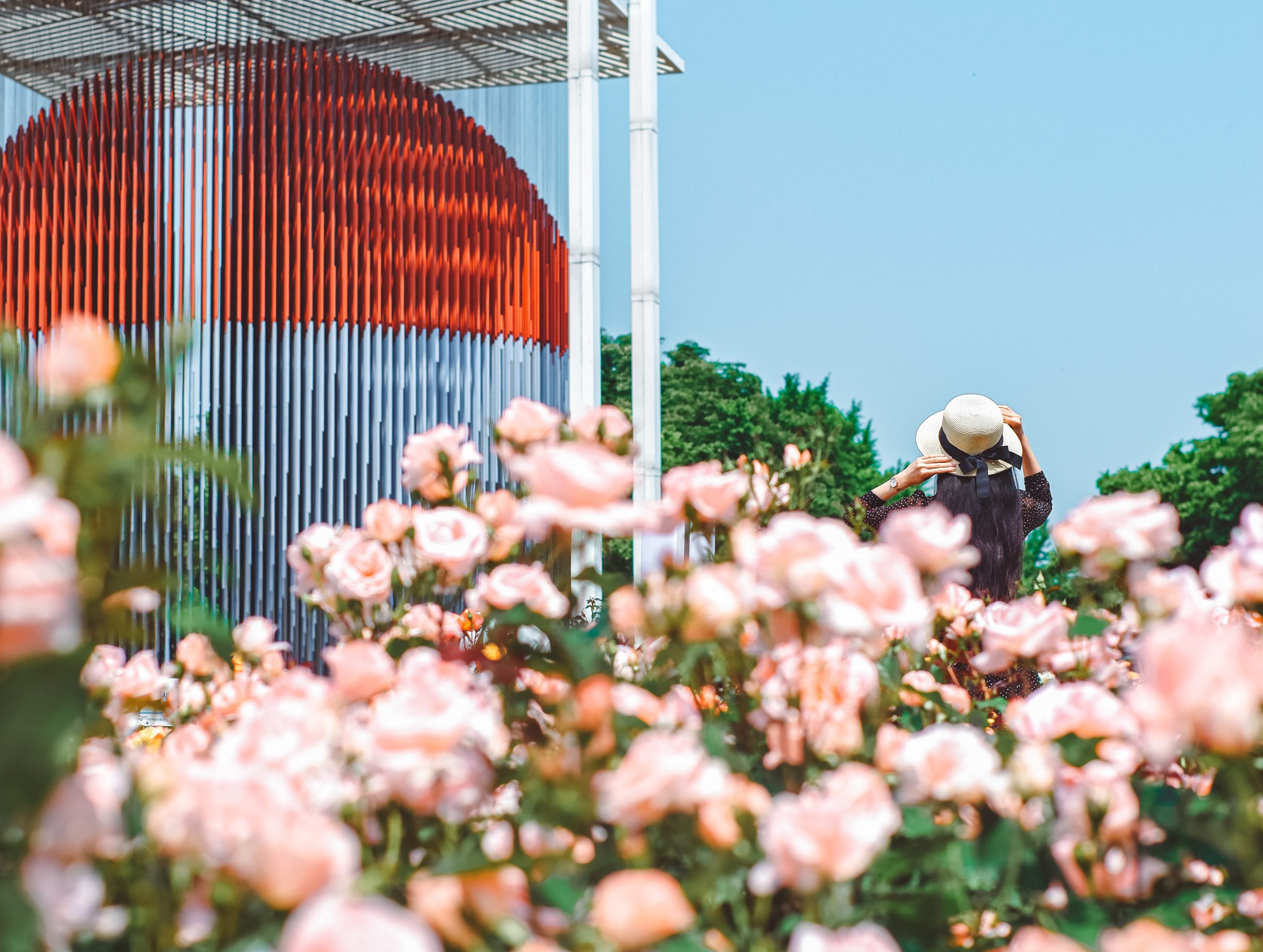 A Rose-Lover’s Paradise: Exploring the Olympic Park Rose Plaza in Seoul