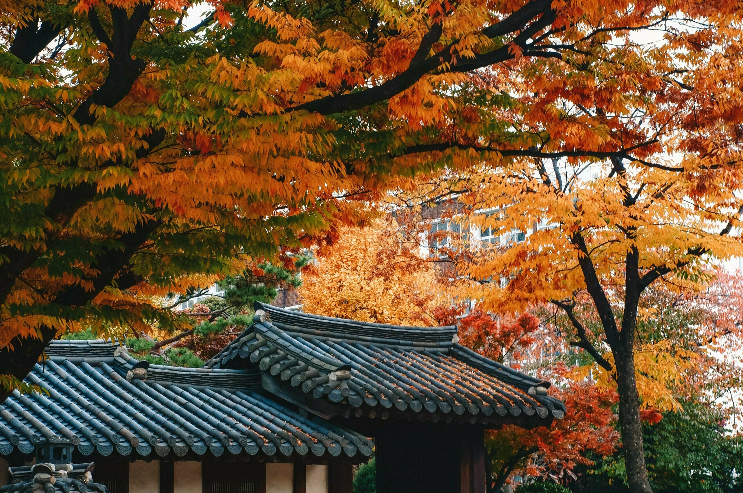 Autumn in Seoul - Fall Foliage Viewing at Unhyeongung