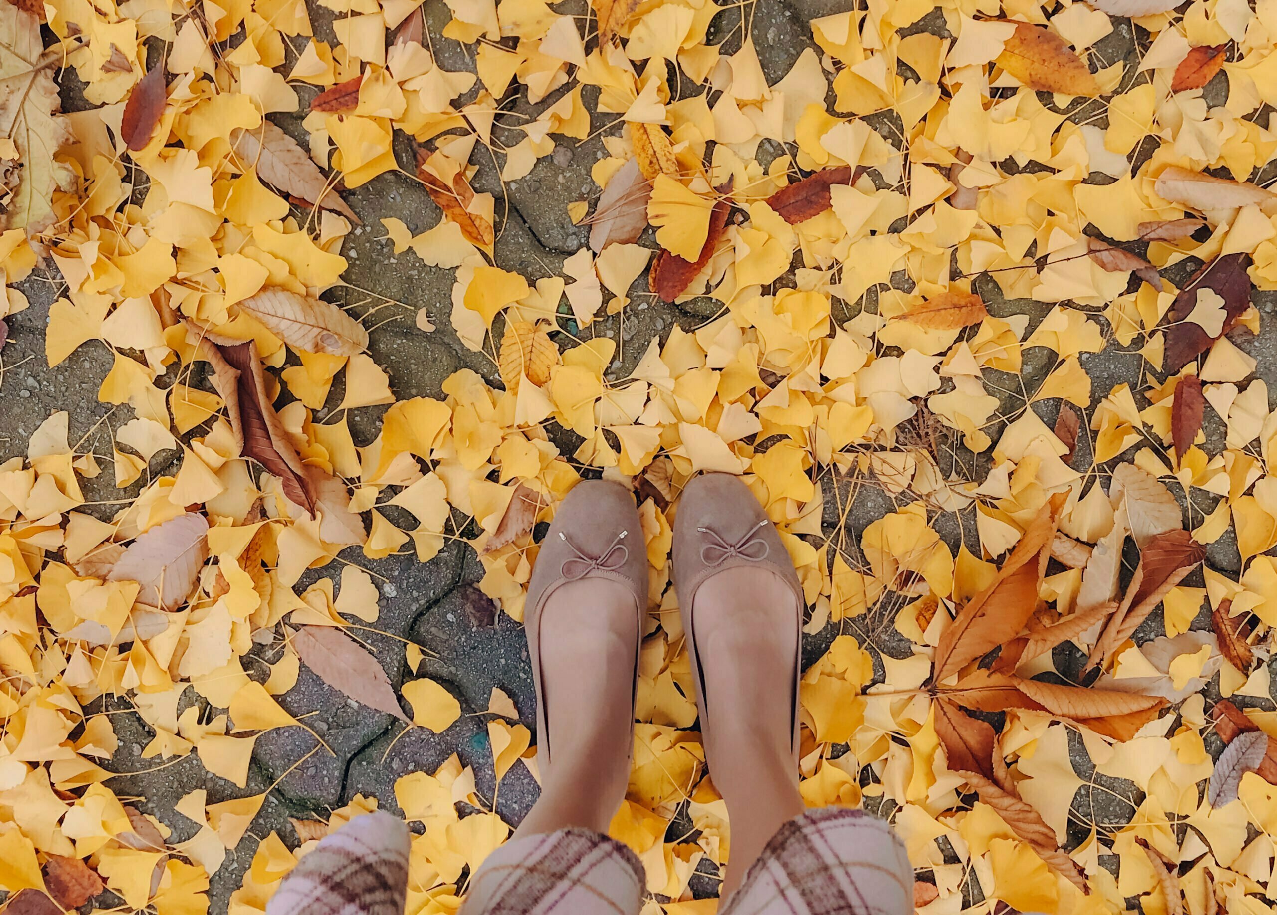 Autumn in Yangcheongu - Seoul
