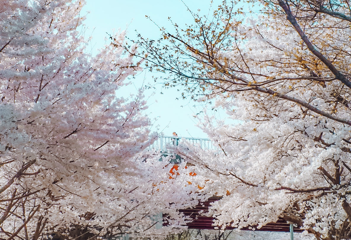Cherry Blossoms Photo Spots in Seoul Forest (서울숲)