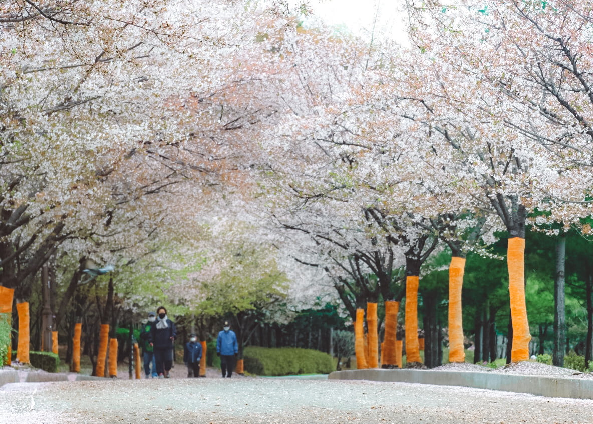 Gallery: Boramae Park During Springtime