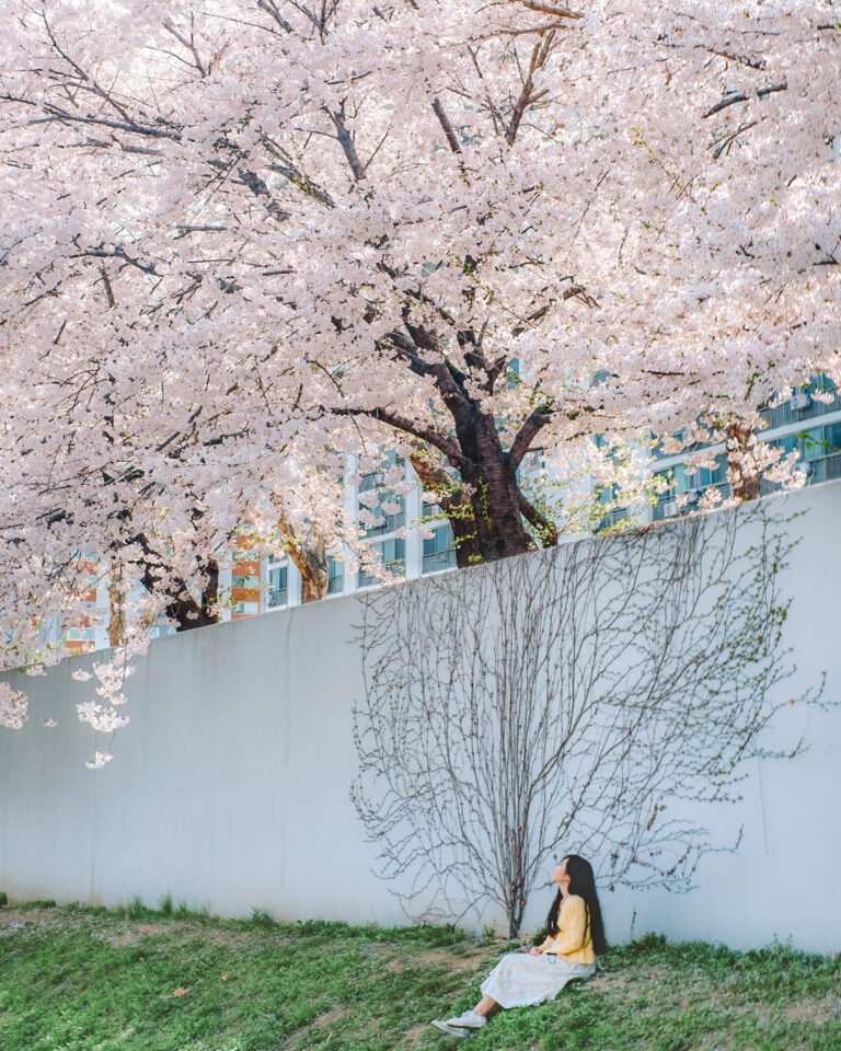 Gallery: Anyangcheon Cherry Blossom Walkway - Mokdong Area