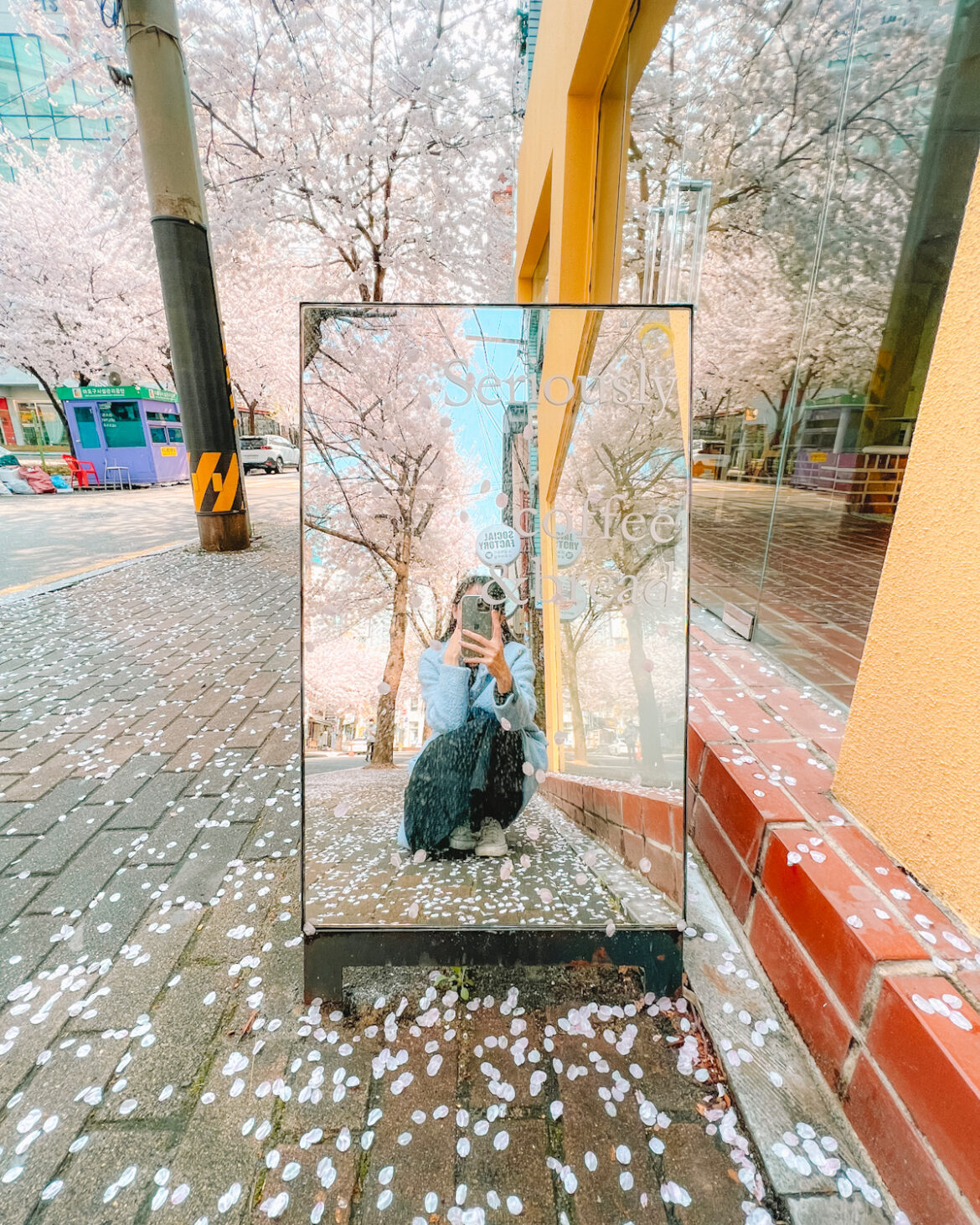 23 Best Cherry Blossom Spots in Seoul