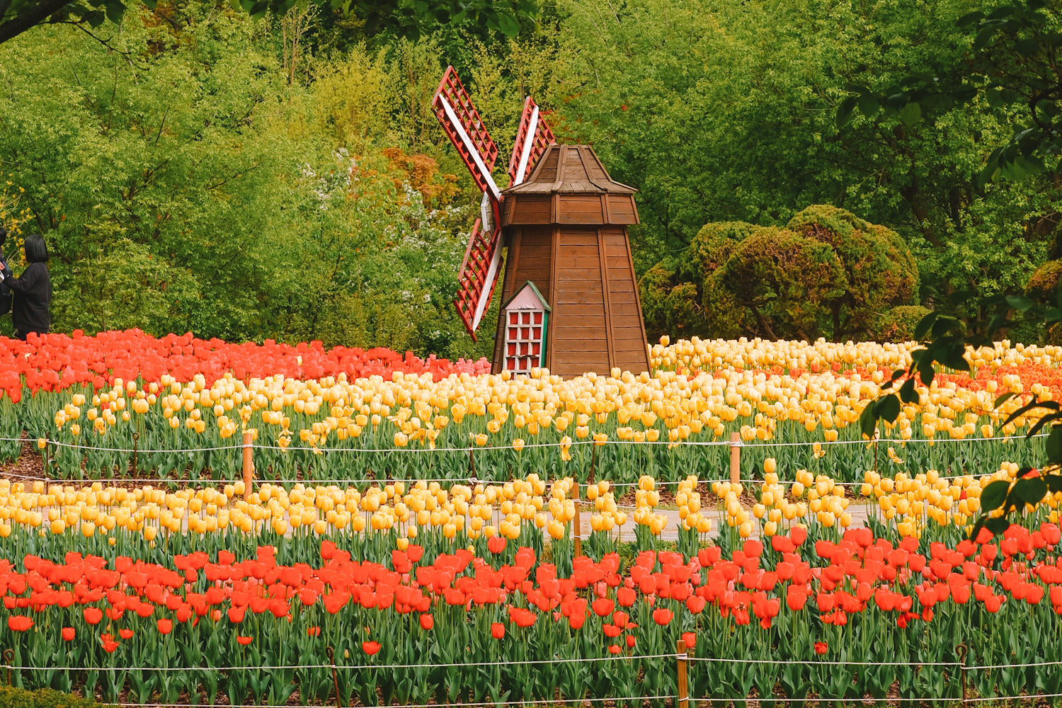 Beyond Cherry Blossoms: Discovering Seoul's Late-Blooming Flowers