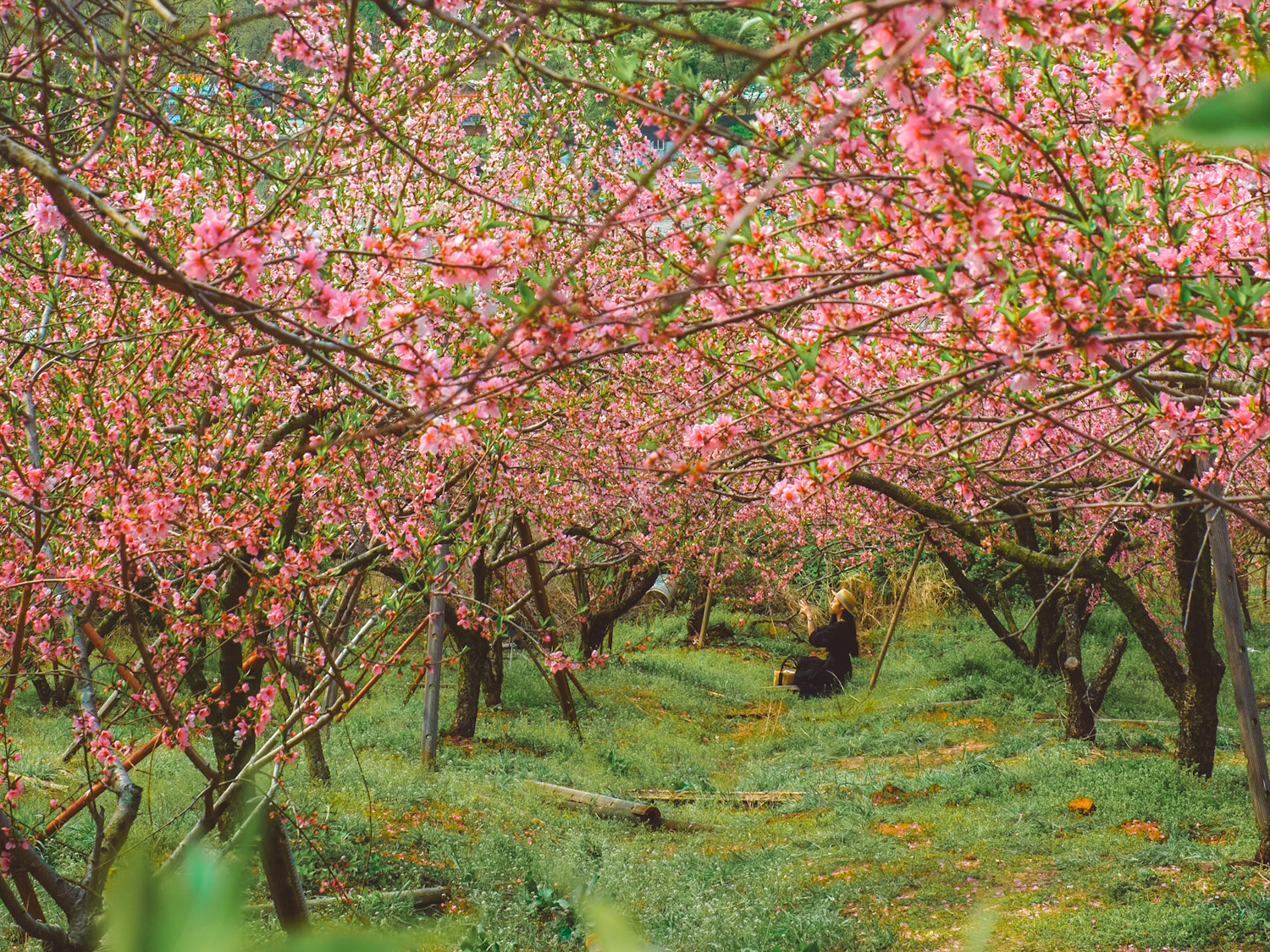 Discover the Enchanting Beauty of Bucheon’s Chundeoksan Peach Blossom ...