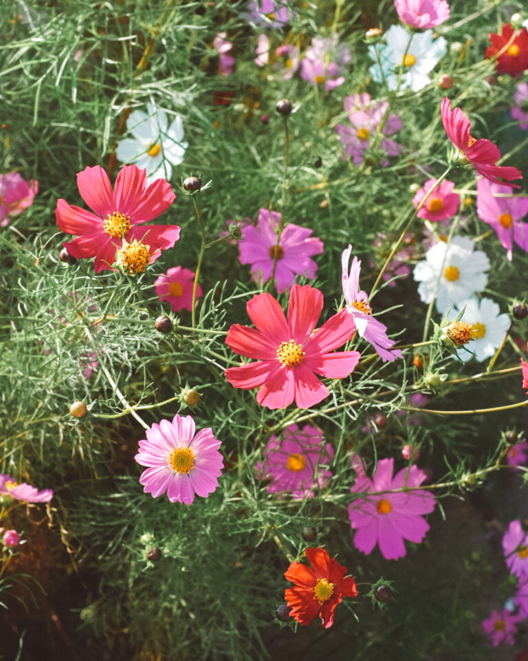 Seoul Autumn's Splendor: Exploring the Cosmos Flowers Field at Olympic Park