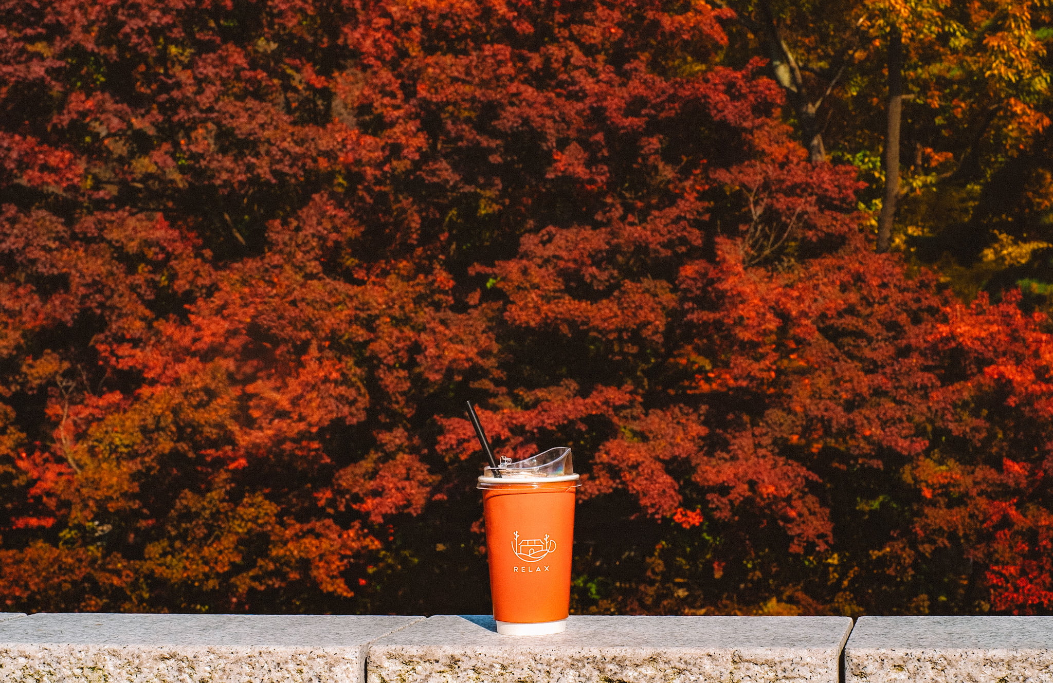 Capturing the Magic of Autumn at Café Relax: Seoul's Ultimate Leaf ...