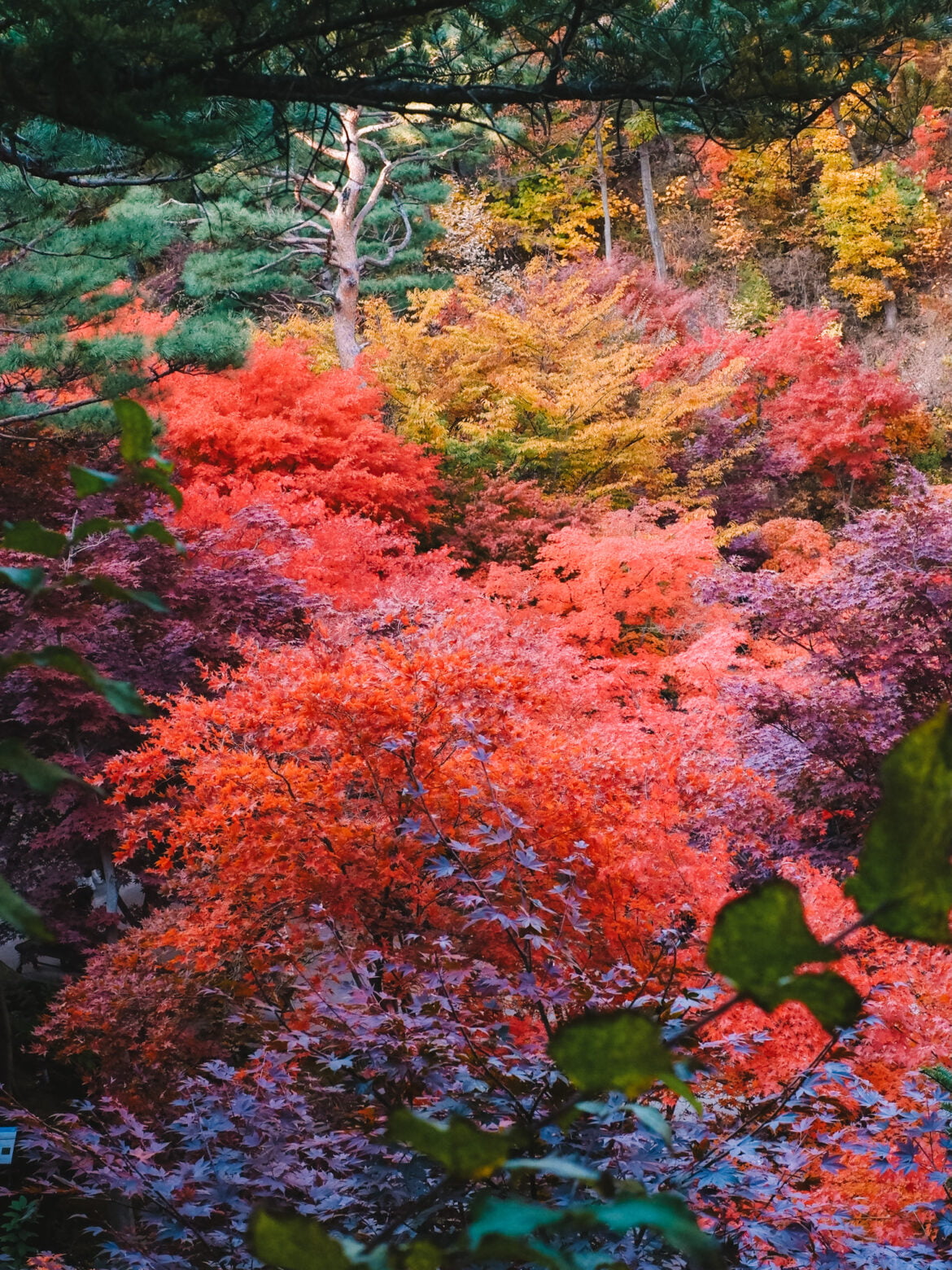 Ultimate Guide to Visiting Hwadam Botanic Garden During Autumn