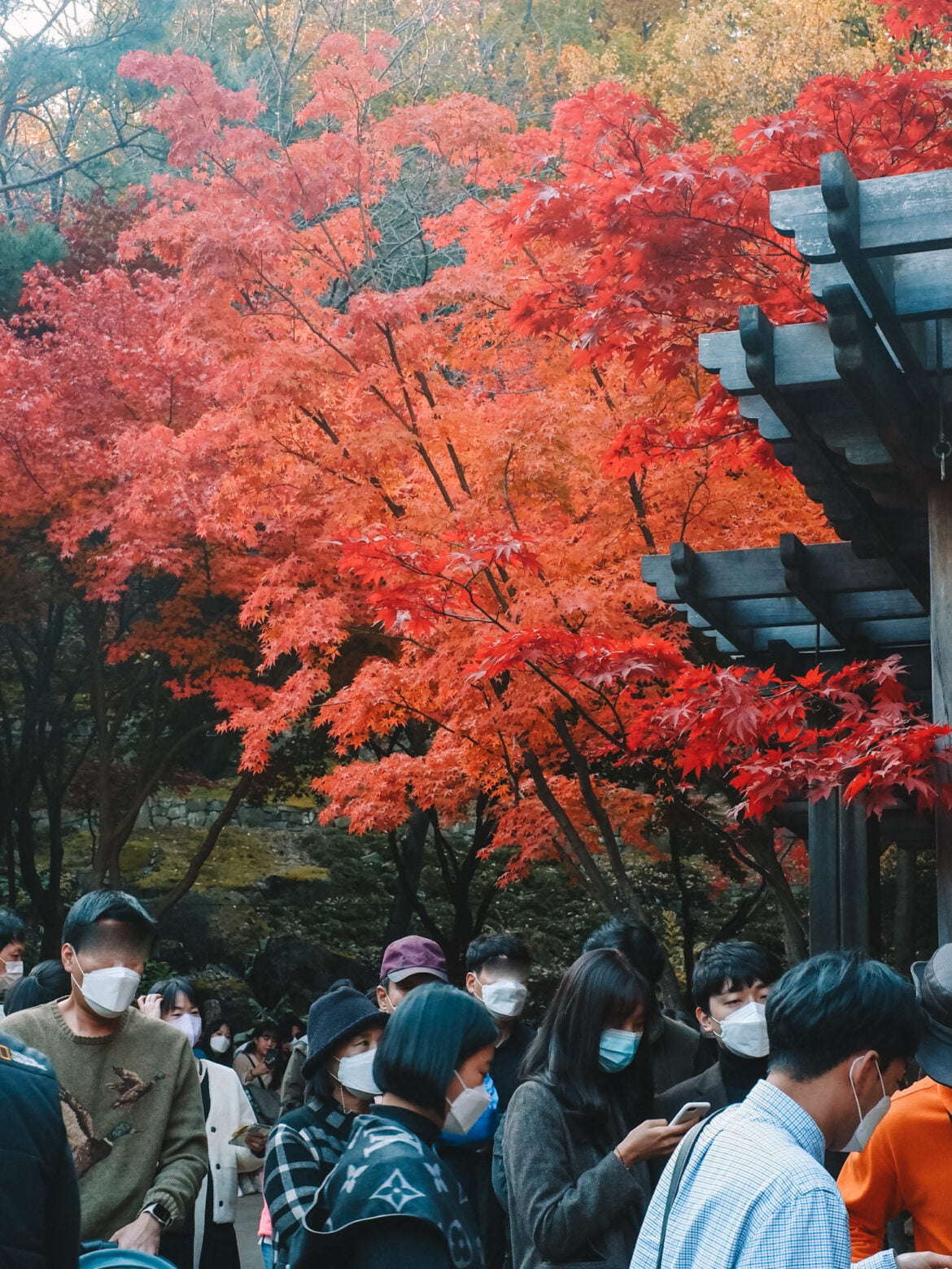 Ultimate Guide to Visiting Hwadam Botanic Garden During Autumn