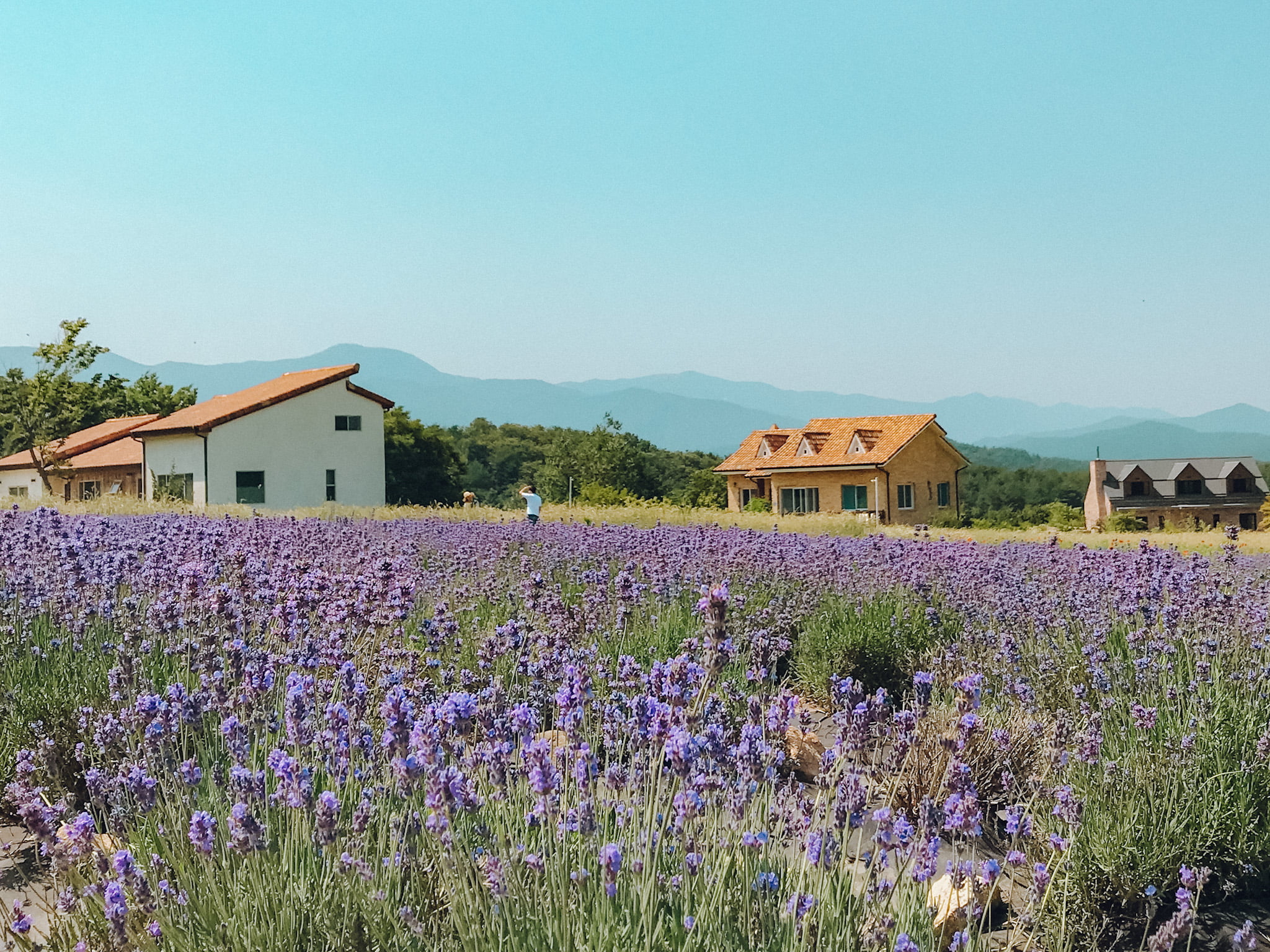 Discover the Enchanting Beauty of Hani Lavender Farm: A Guide to an ...