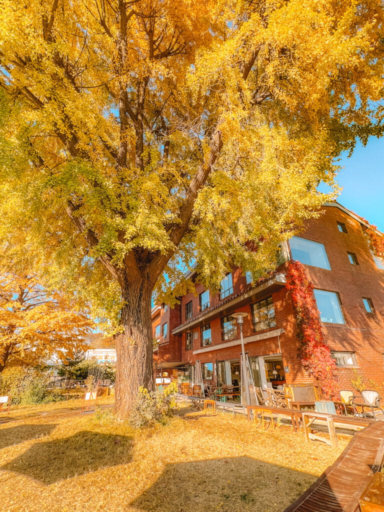 14 BEST SPOTS TO SEE AUTUMN FOLIAGE IN AND AROUND SEOUL + MAP