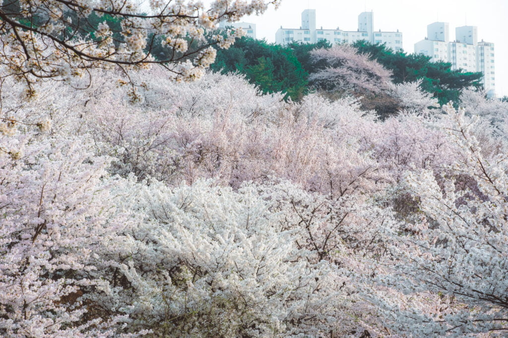 Cafe Pokpo: A Refreshing Getaway in Seoul's Concrete Jungle