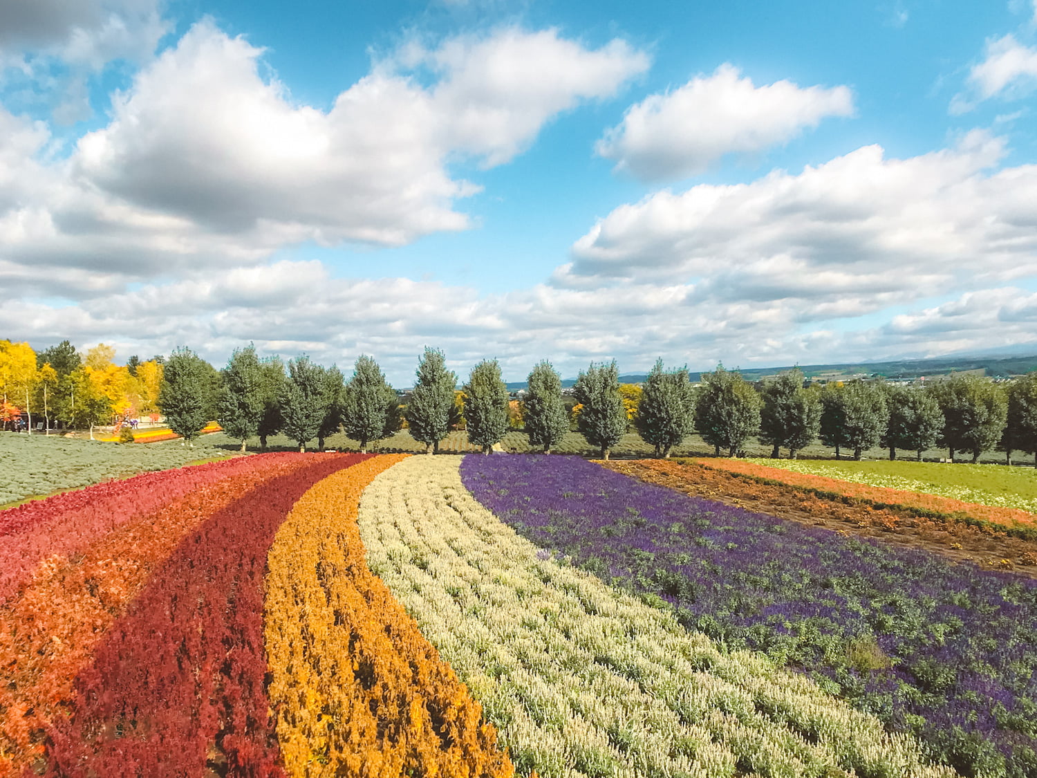 Hokkaido Travel Guide: Visiting Farm Tomita in October