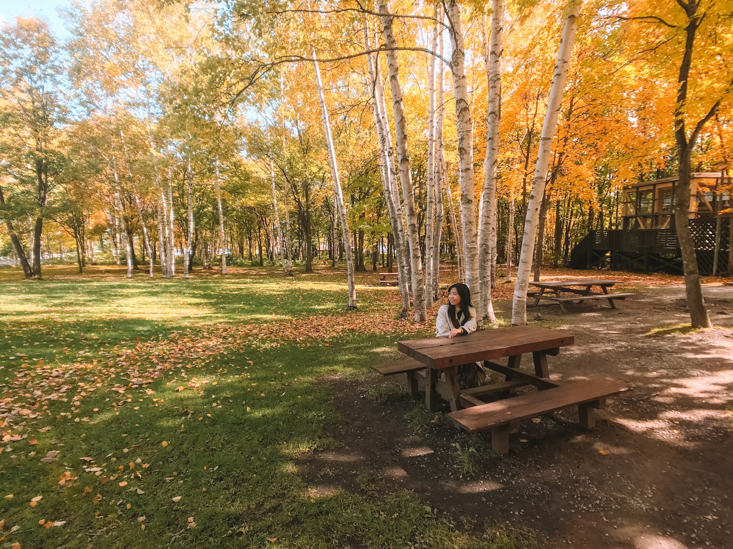 Cheese, Colors, and Charm: A Fall Visit to Furano Cheese Factory