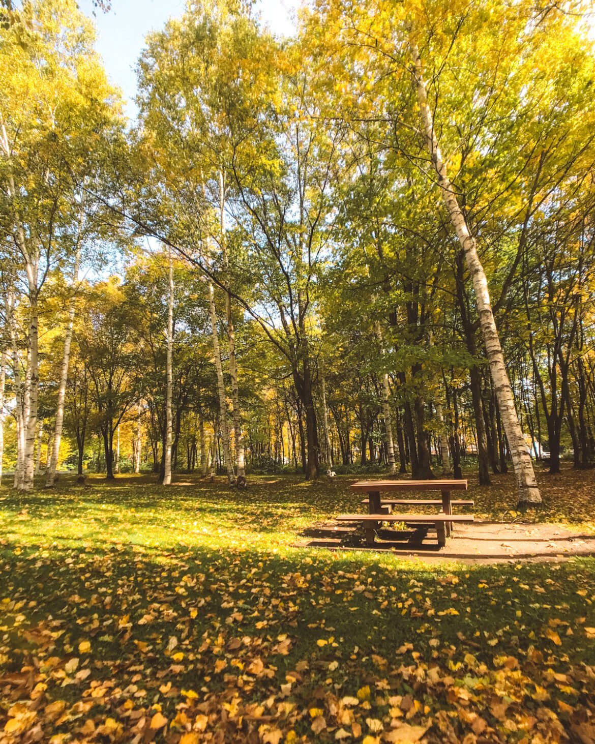 Cheese, Colors, and Charm: A Fall Visit to Furano Cheese Factory
