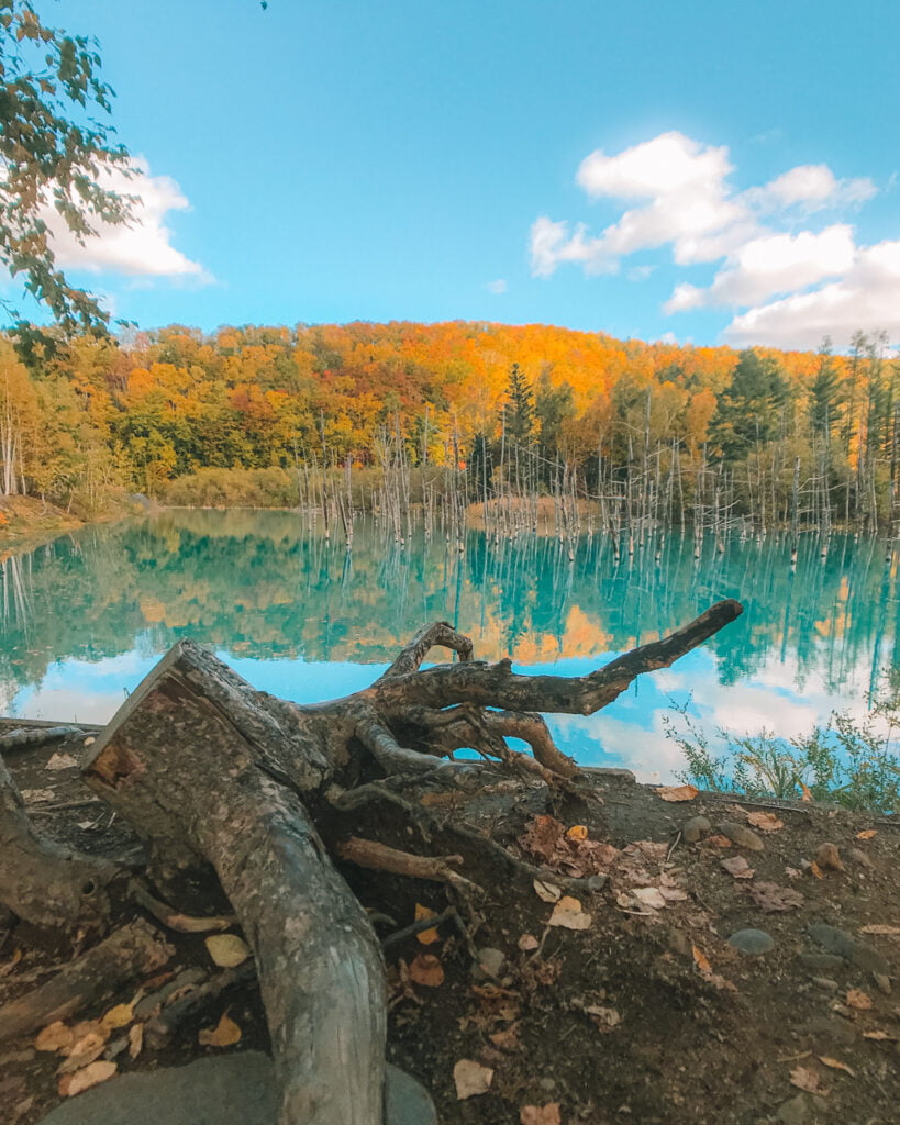 Captivating Shirogane Blue Pond in October: A Guide to This Scenic Wonder
