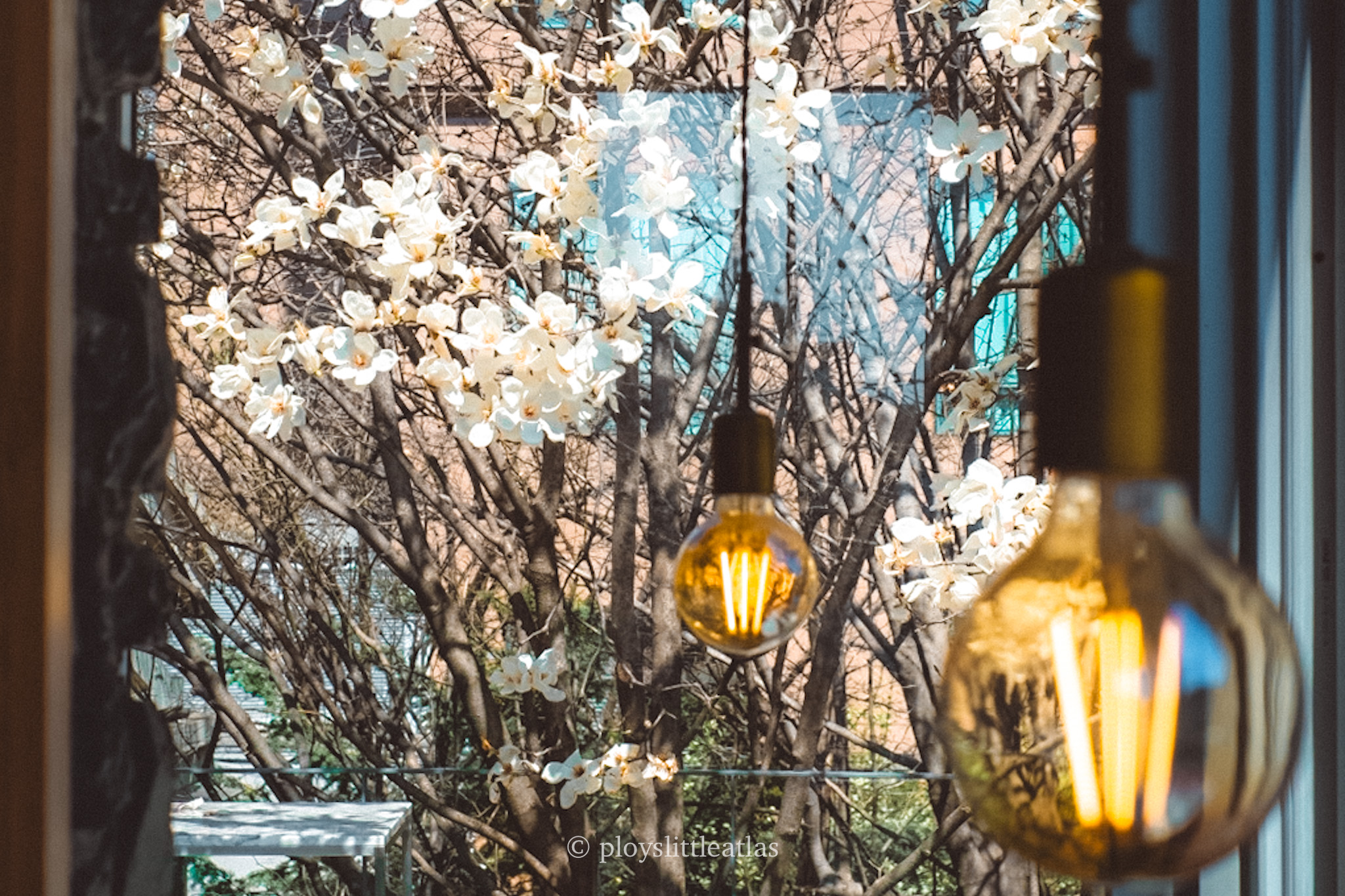 Chasing Magnolia Magic at Seoul's Most Unique Cafe: Cilantro Coffee