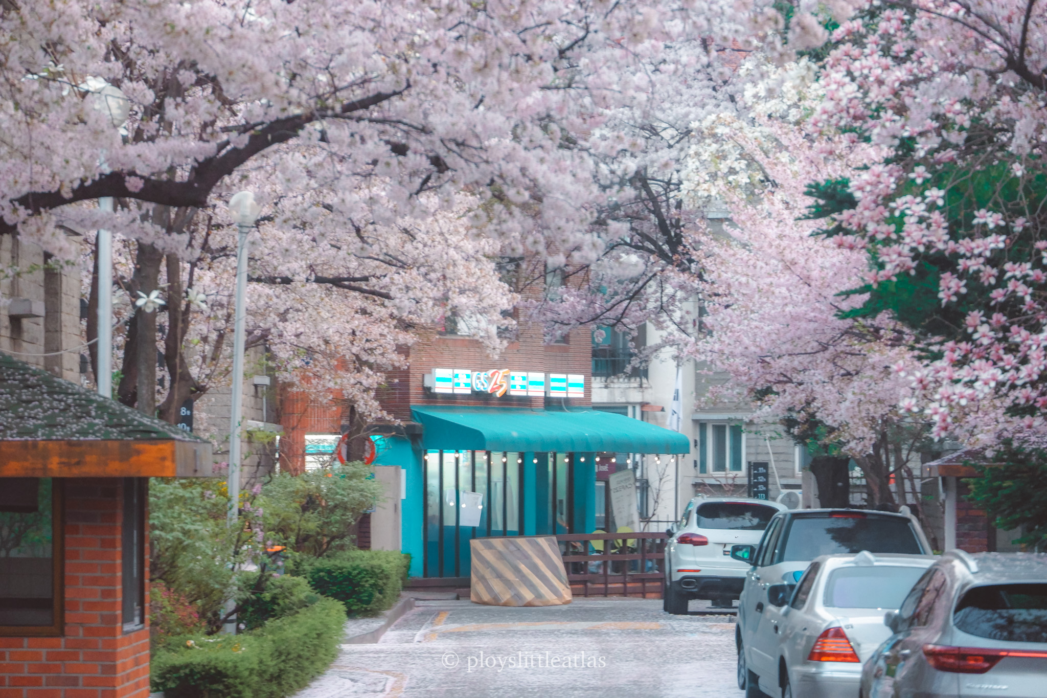Beyond Rodeo Street: Finding Seoul's Secret Spring Lane in Apgujeong