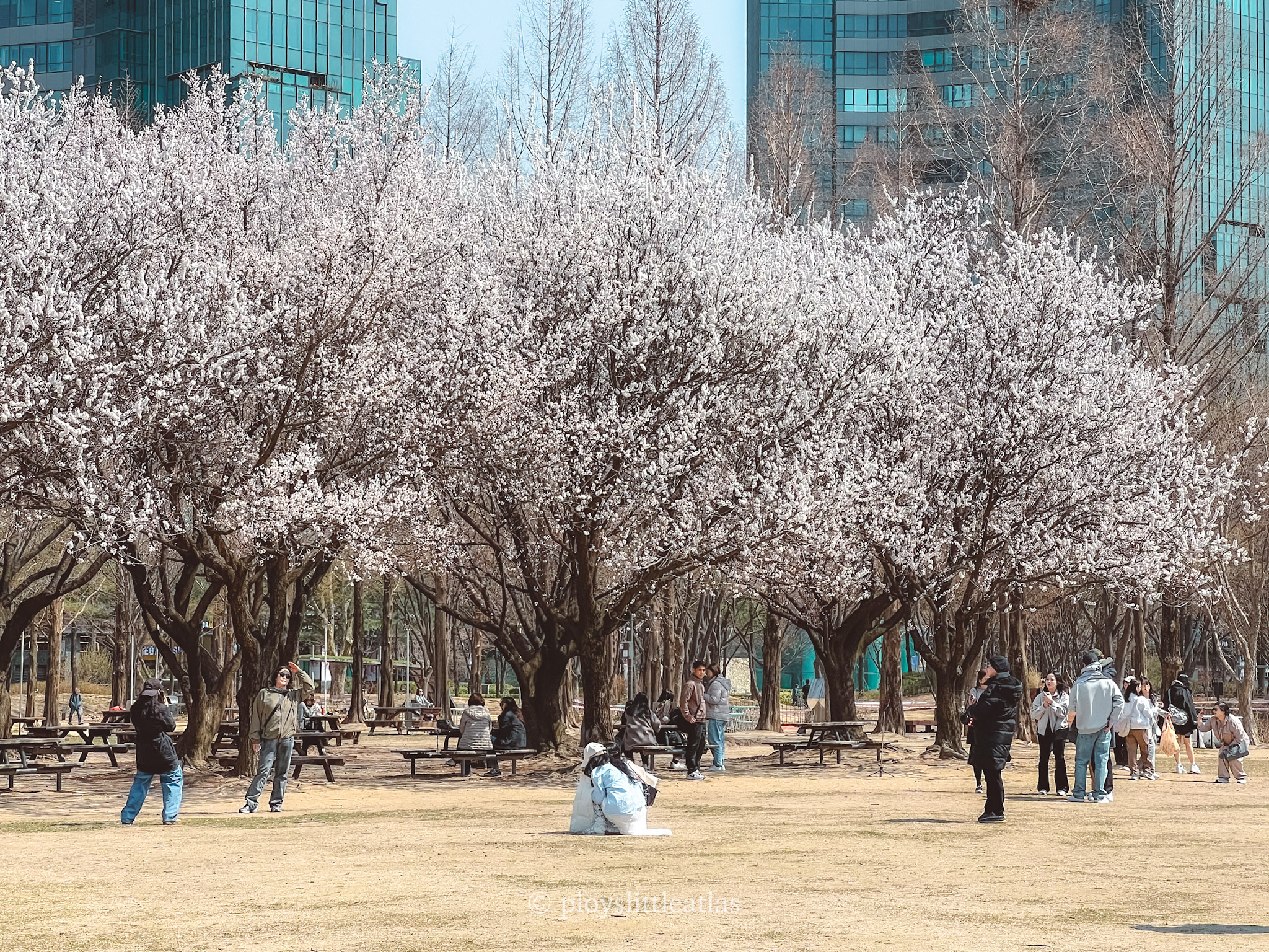 Seoul Forest in Bloom: A Map to the Magical Spring Flowers