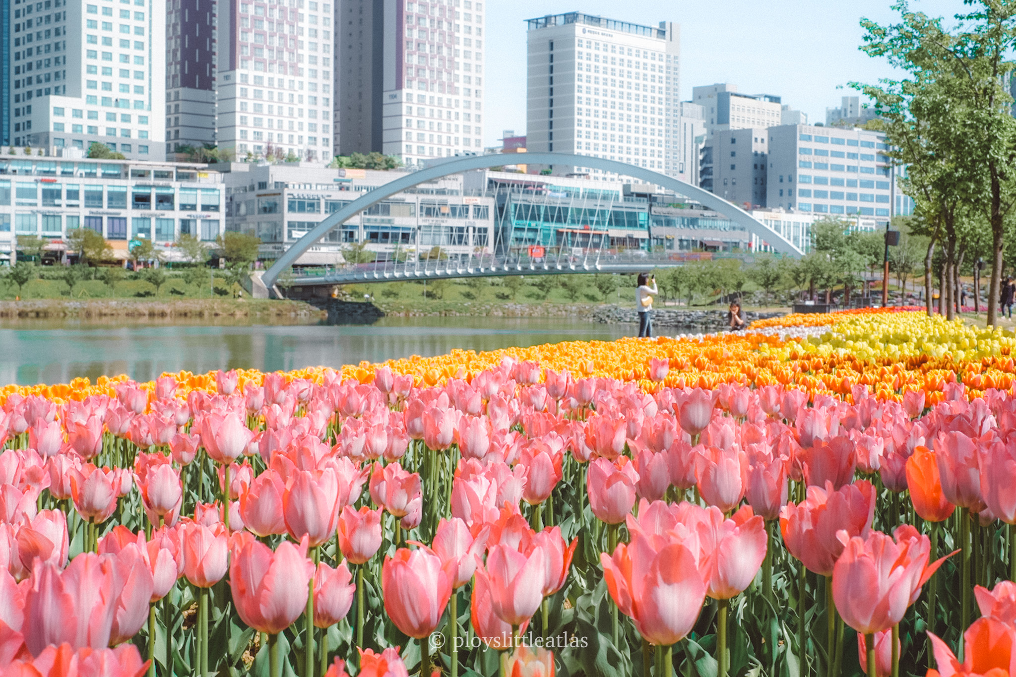 Springtime Magic: A Guide to the Tulip Fields at Misa Lake Park